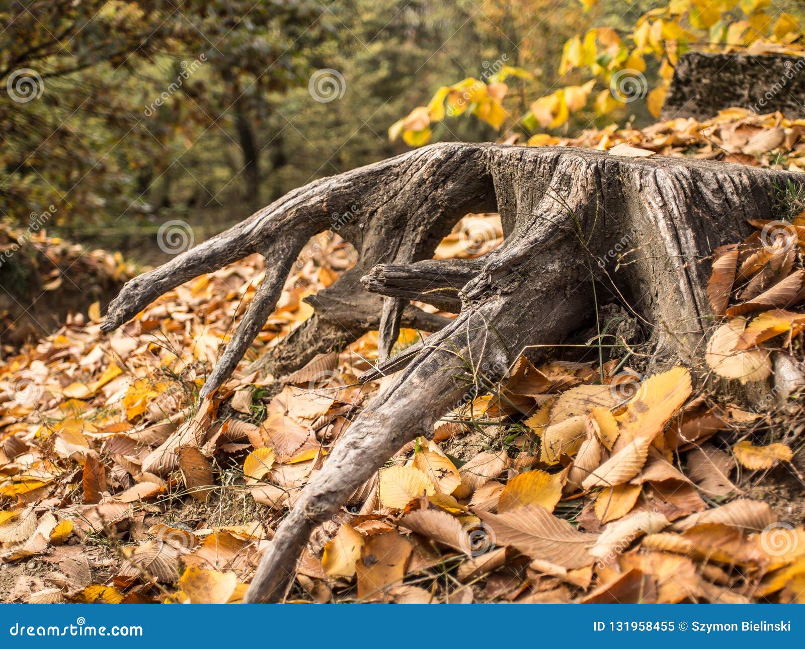 Withered Root of a Cut Tree Stock Image - Image of backlight, texture ...
