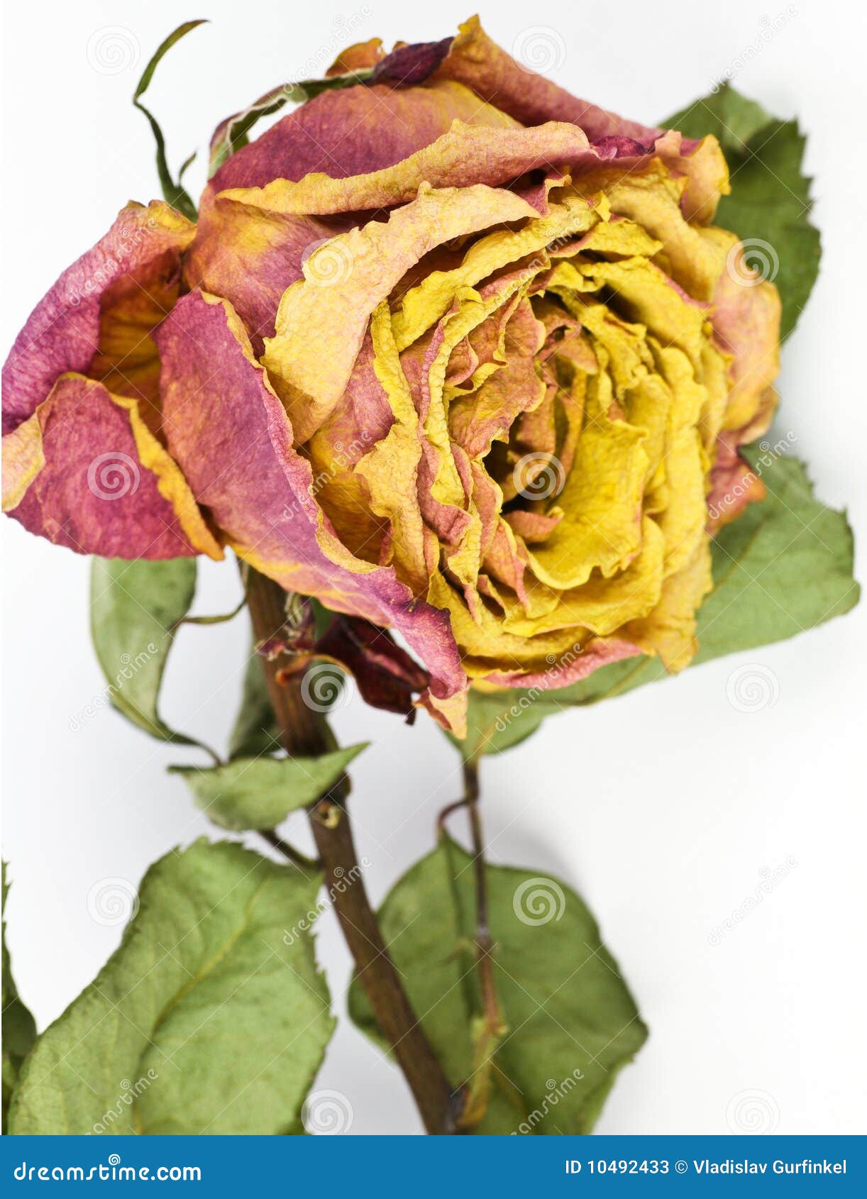 Withered rose stock image. Image of single, colorful - 10492433