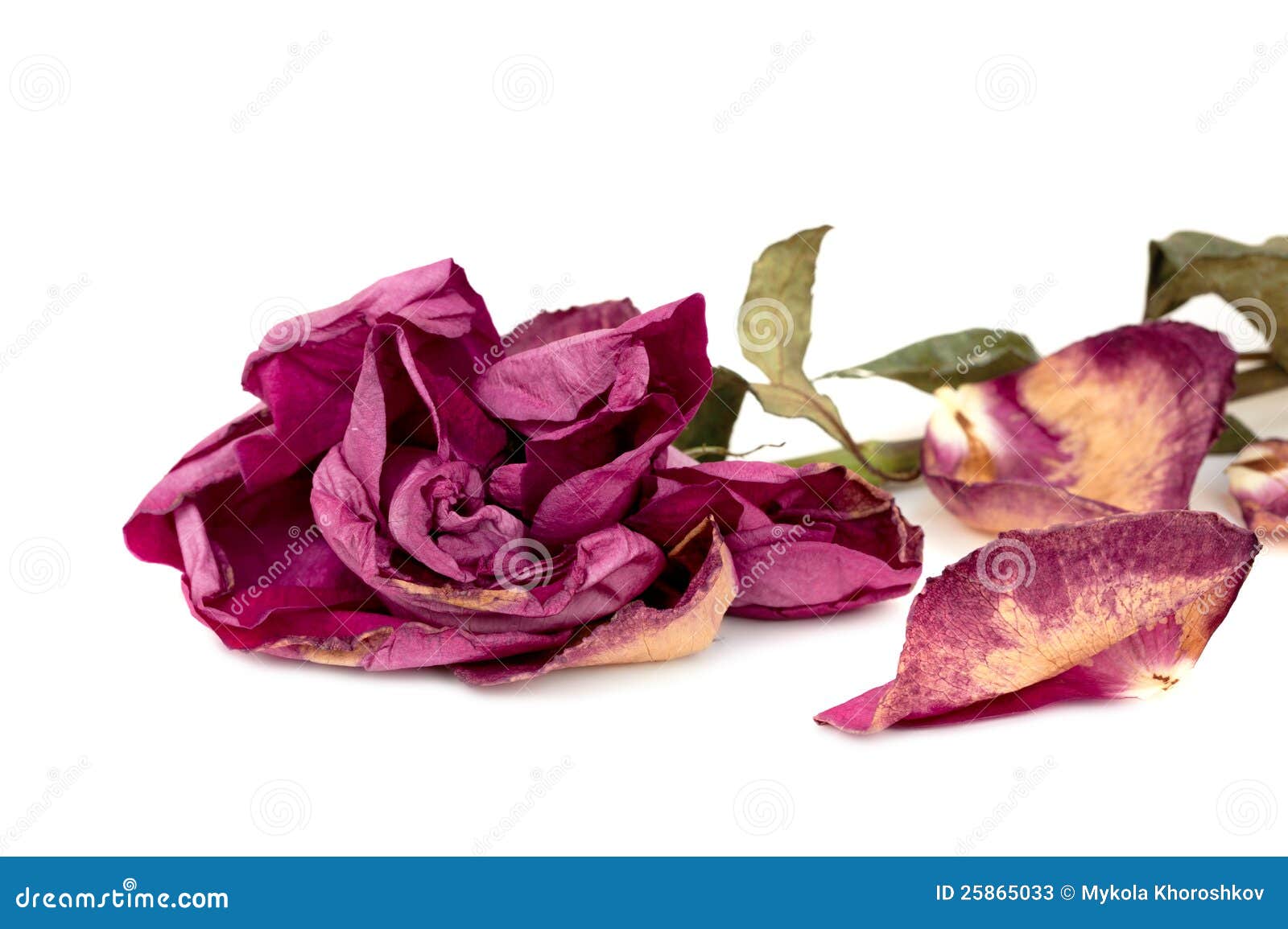 Withered rose stock image. Image of rose, withered, white - 25865033