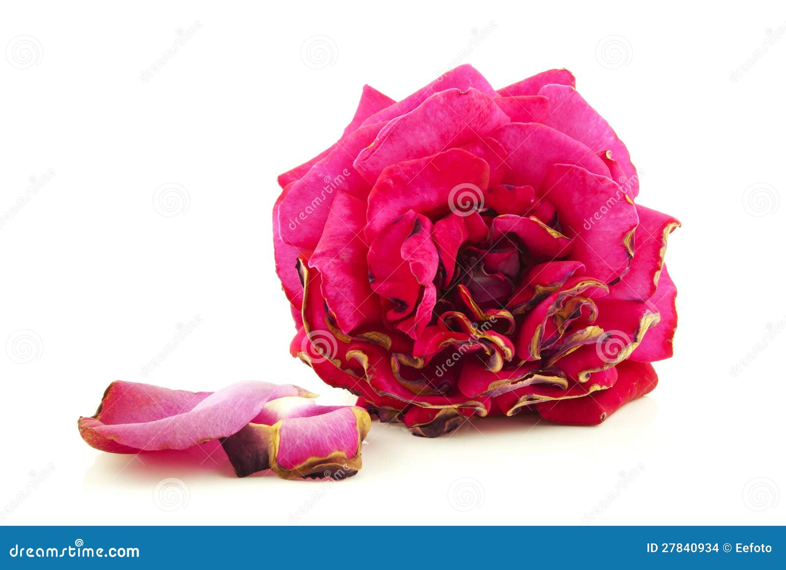 Withered rose stock photo. Image of memories, fading - 27840934