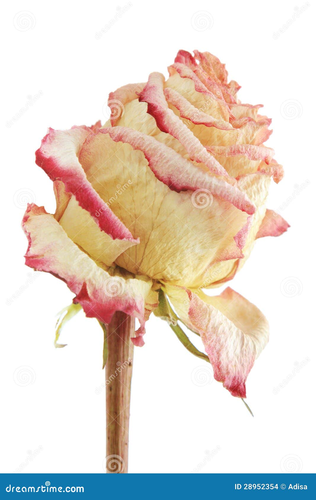 Withered rose stock photo. Image of dried, decoration - 28952354