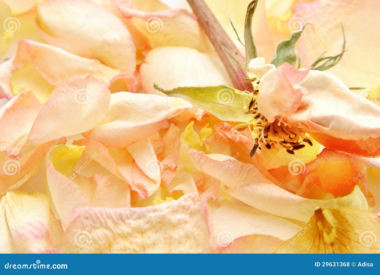 Withered rose stock photo. Image of floral, withered - 29631368