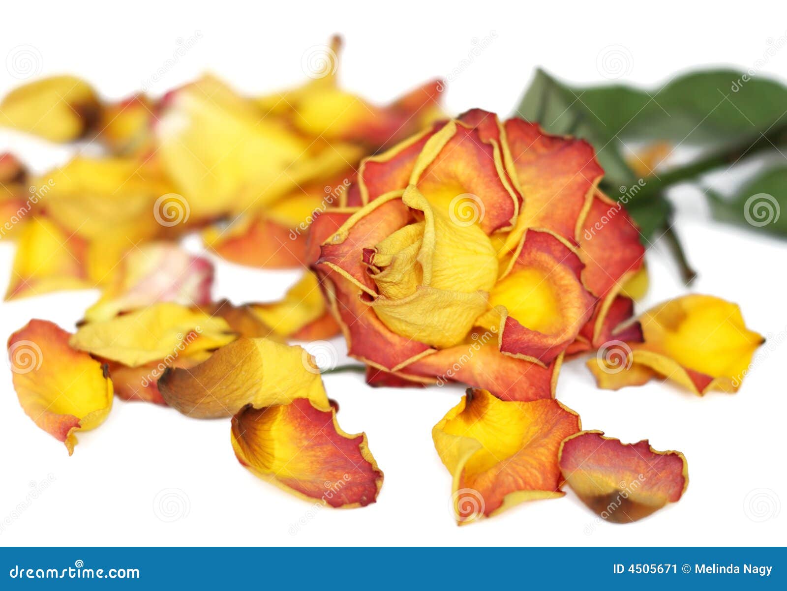 Withered rose stock image. Image of passing, colorful - 4505671