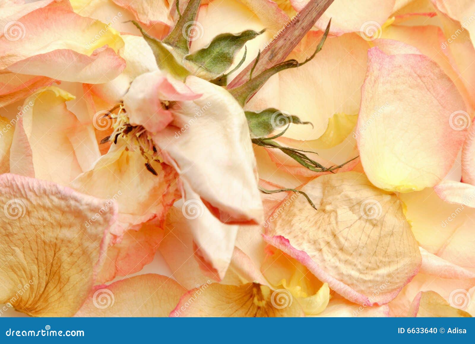 Withered Rose With Falling Petals. Royalty-Free Stock Photography ...