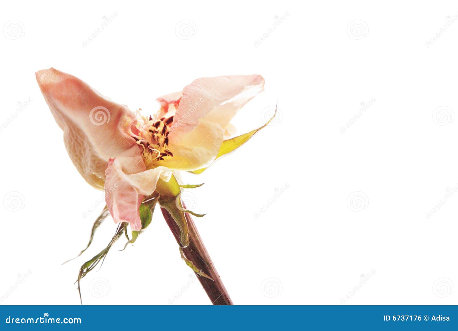 Withered rose stock photo. Image of droop, death, decay - 6737176