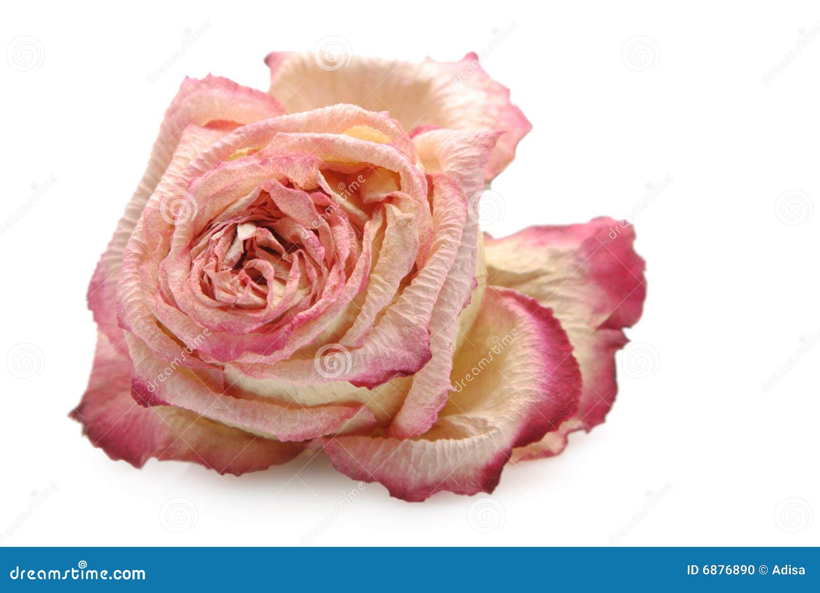 Withered Rose With Falling Petals. Royalty-Free Stock Photography ...
