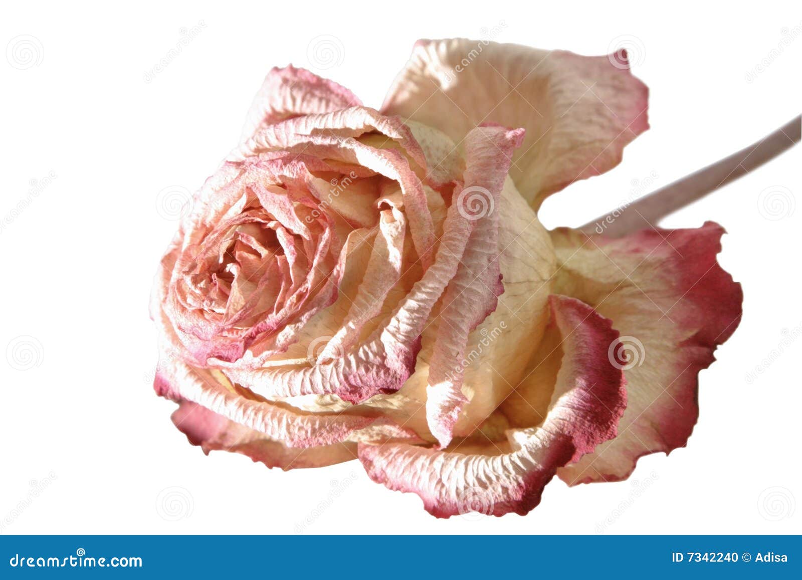 Withered rose stock photo. Image of rose, beautiful, background - 7342240