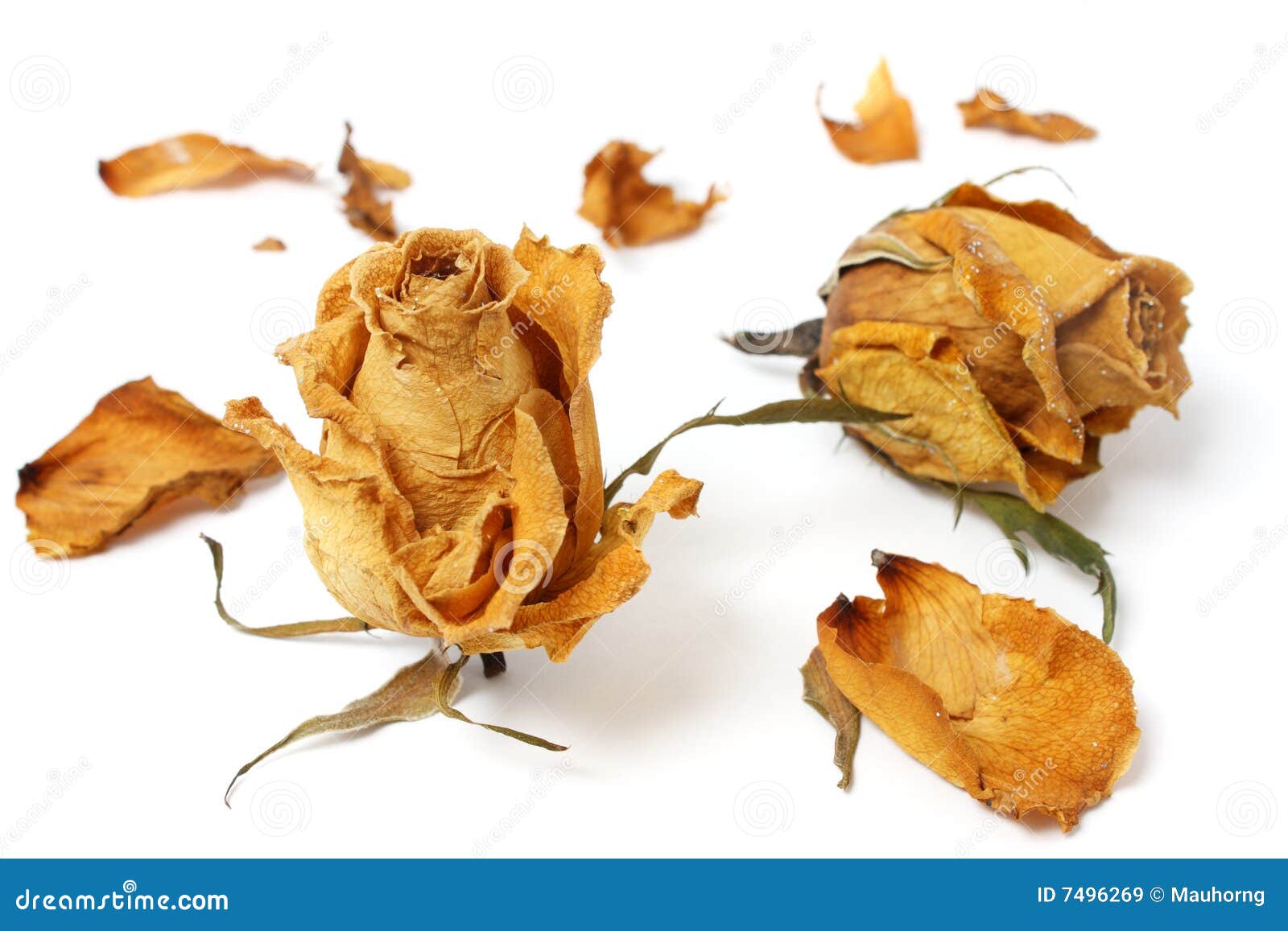 Withered Rose With Falling Petals. Royalty-Free Stock Photography ...