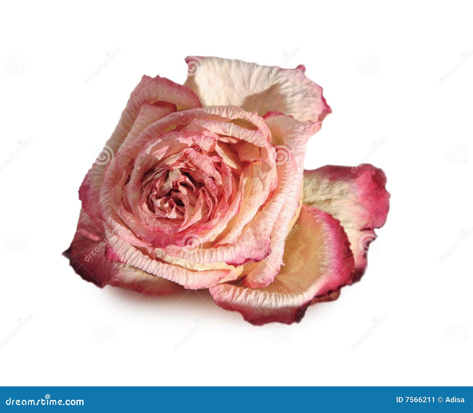 Withered Rose With Falling Petals. Royalty-Free Stock Photography ...