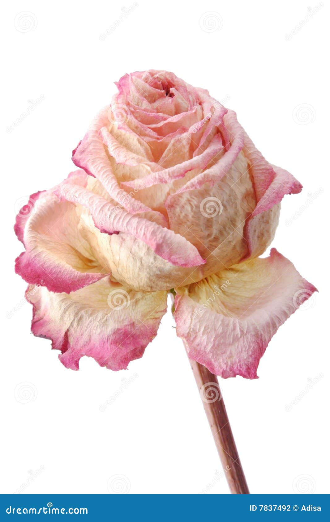 Withered Rose With Falling Petals. Royalty-Free Stock Photography ...