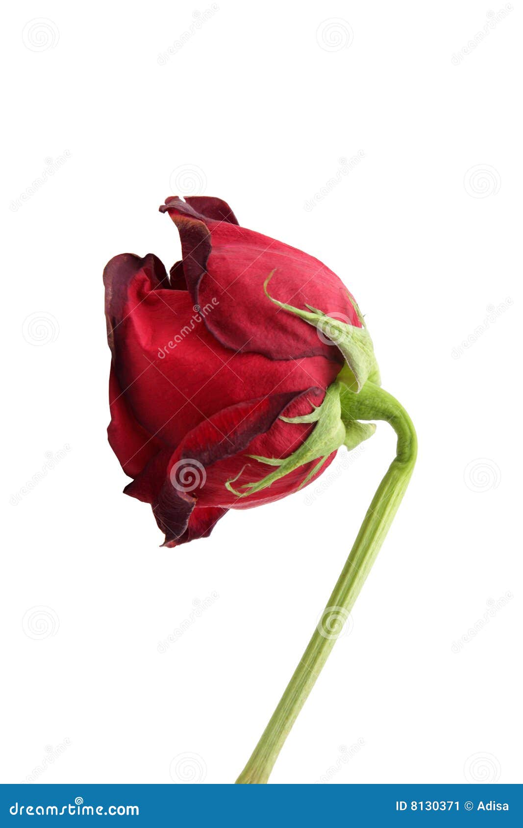 Withered Rose With Falling Petals. Royalty-Free Stock Photography ...
