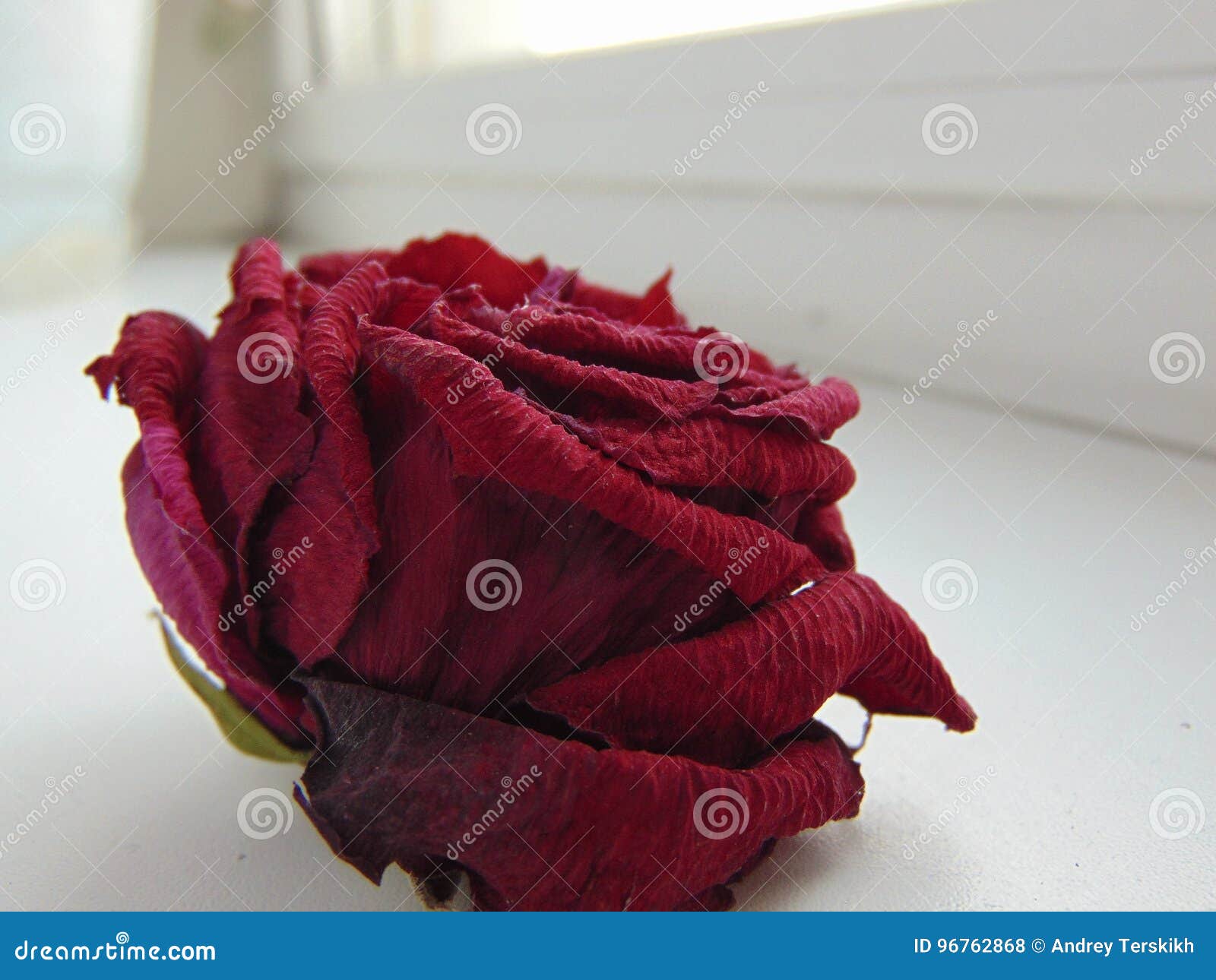 Withered rose. stock photo. Image of vermilion, rosebud - 96762868