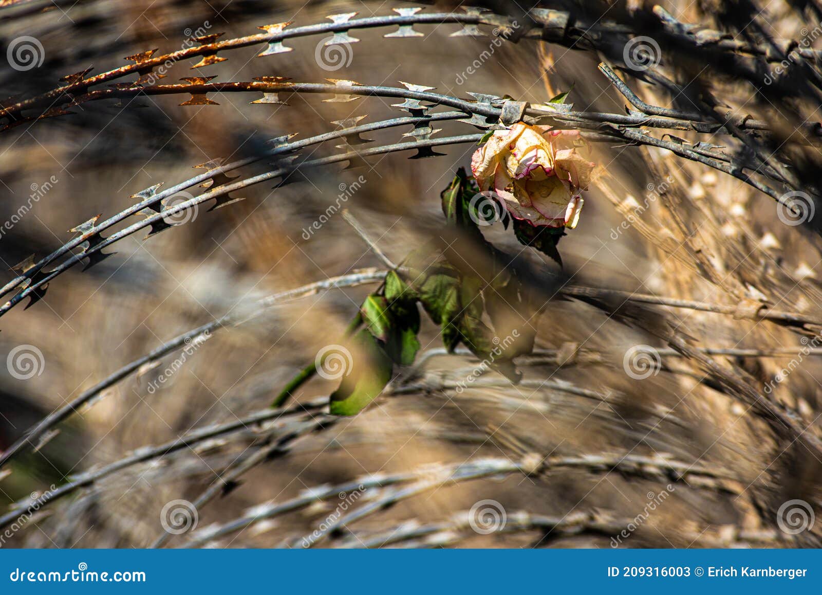 Withered Rose Caught in Barb Wire Stock Image - Image of hope, rose ...