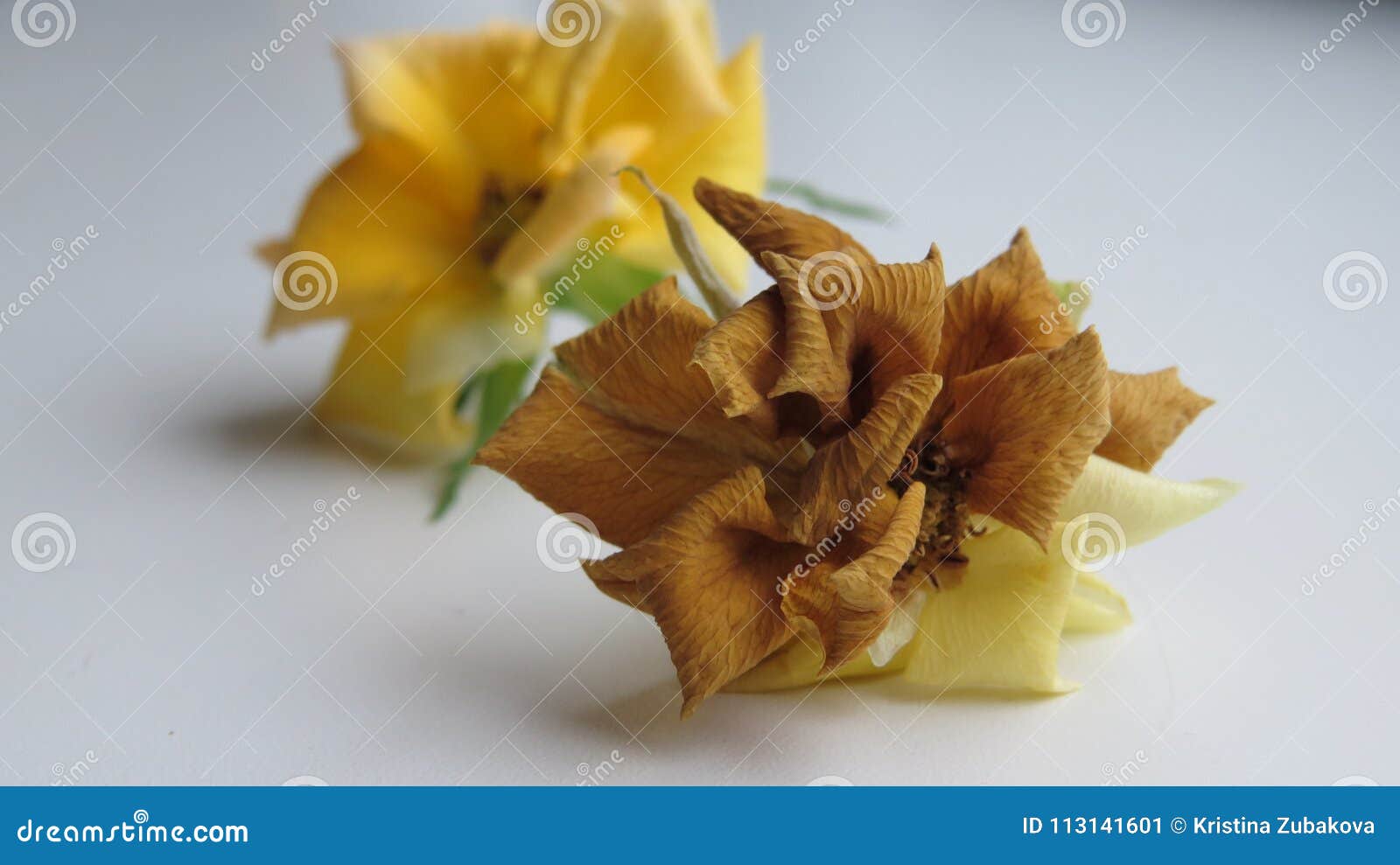 Cordan Stock Photos - Free & Royalty-Free Stock Photos from Dreamstime