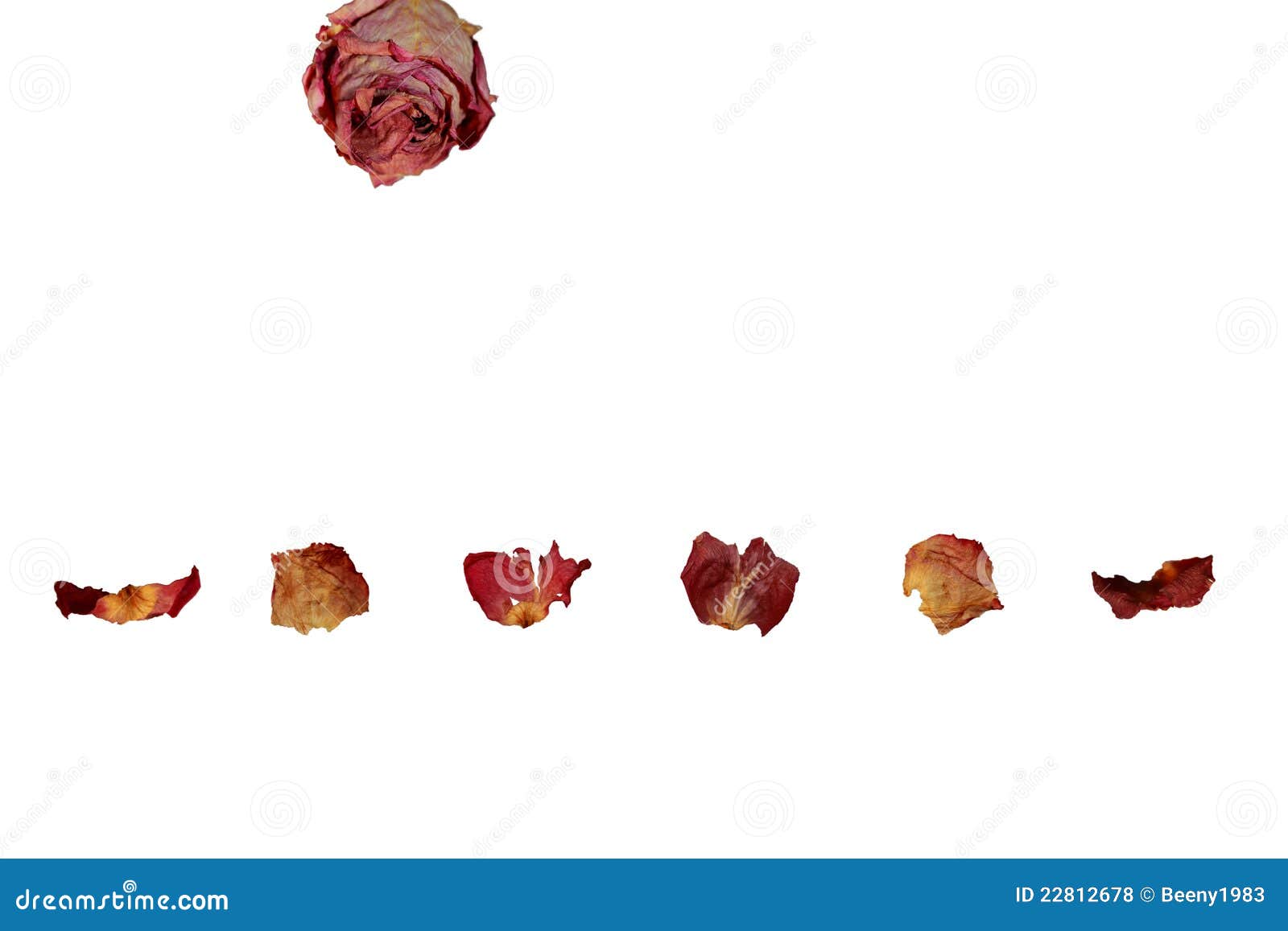 Withered Rose Falling Apart Stock Photo - Image of valentin, lost: 22812678
