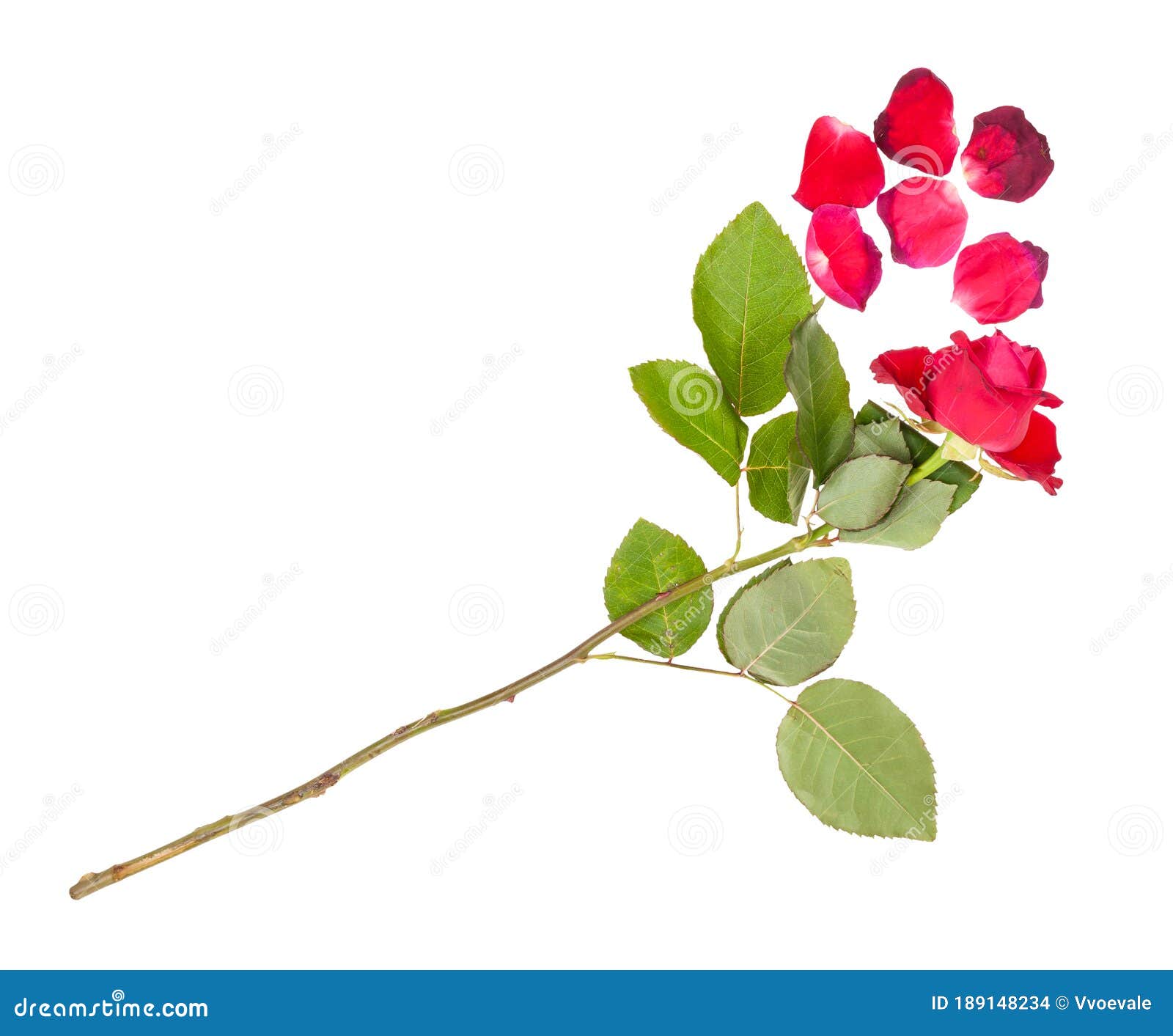 Withered Rose Flower and Fallen Petals Isolated Stock Photo - Image of ...