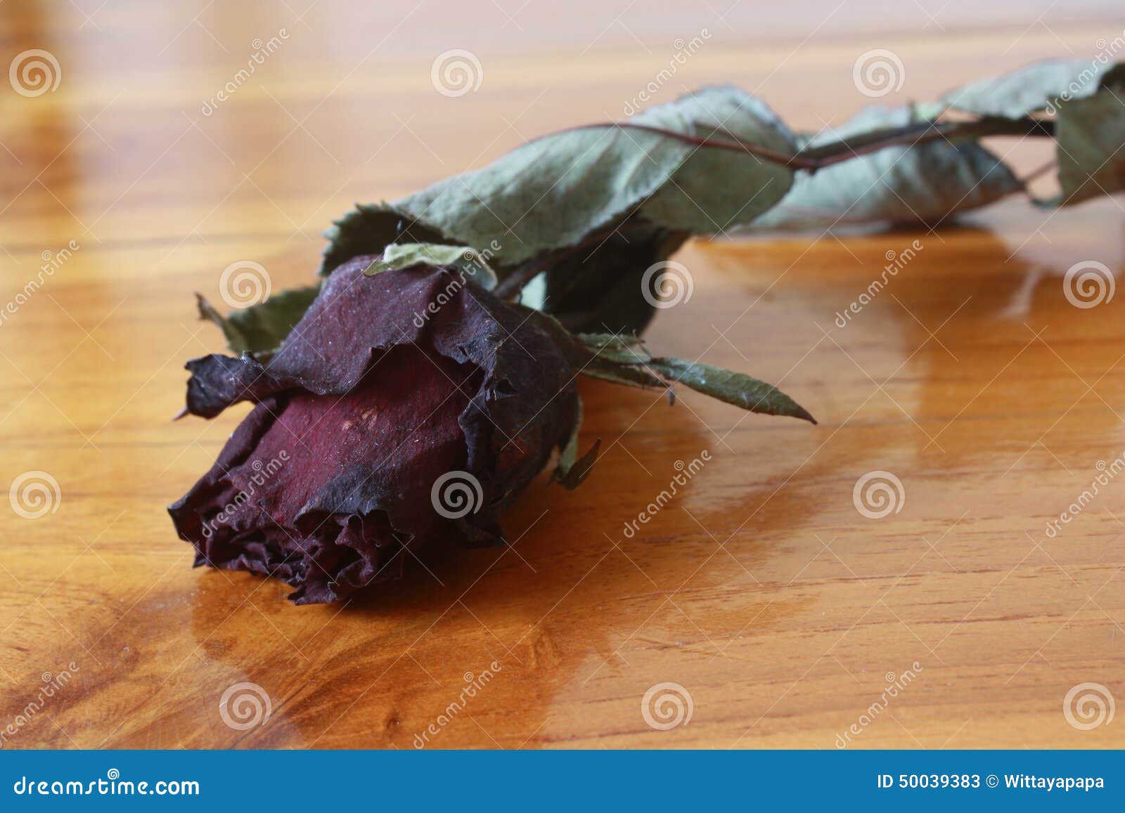 Withered rose flower stock image. Image of table, wooden - 50039383