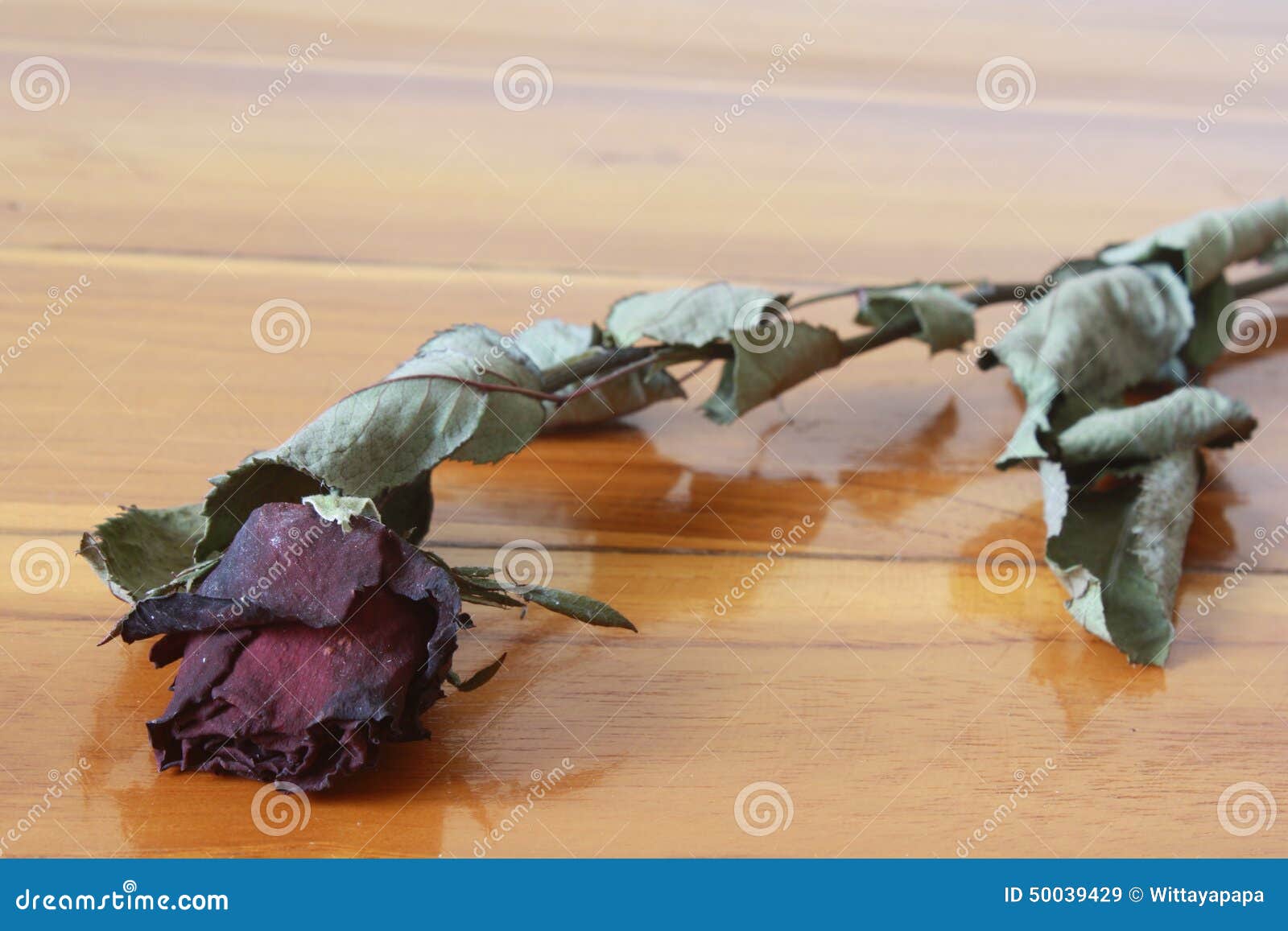 Withered rose flower stock image. Image of table, withered - 50039429