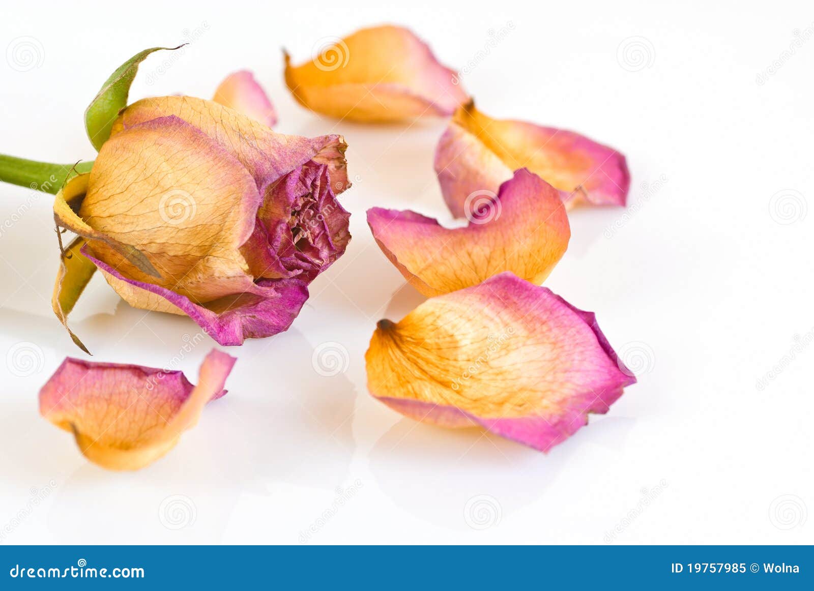 Withered Rose and petals stock image. Image of grief - 19757985