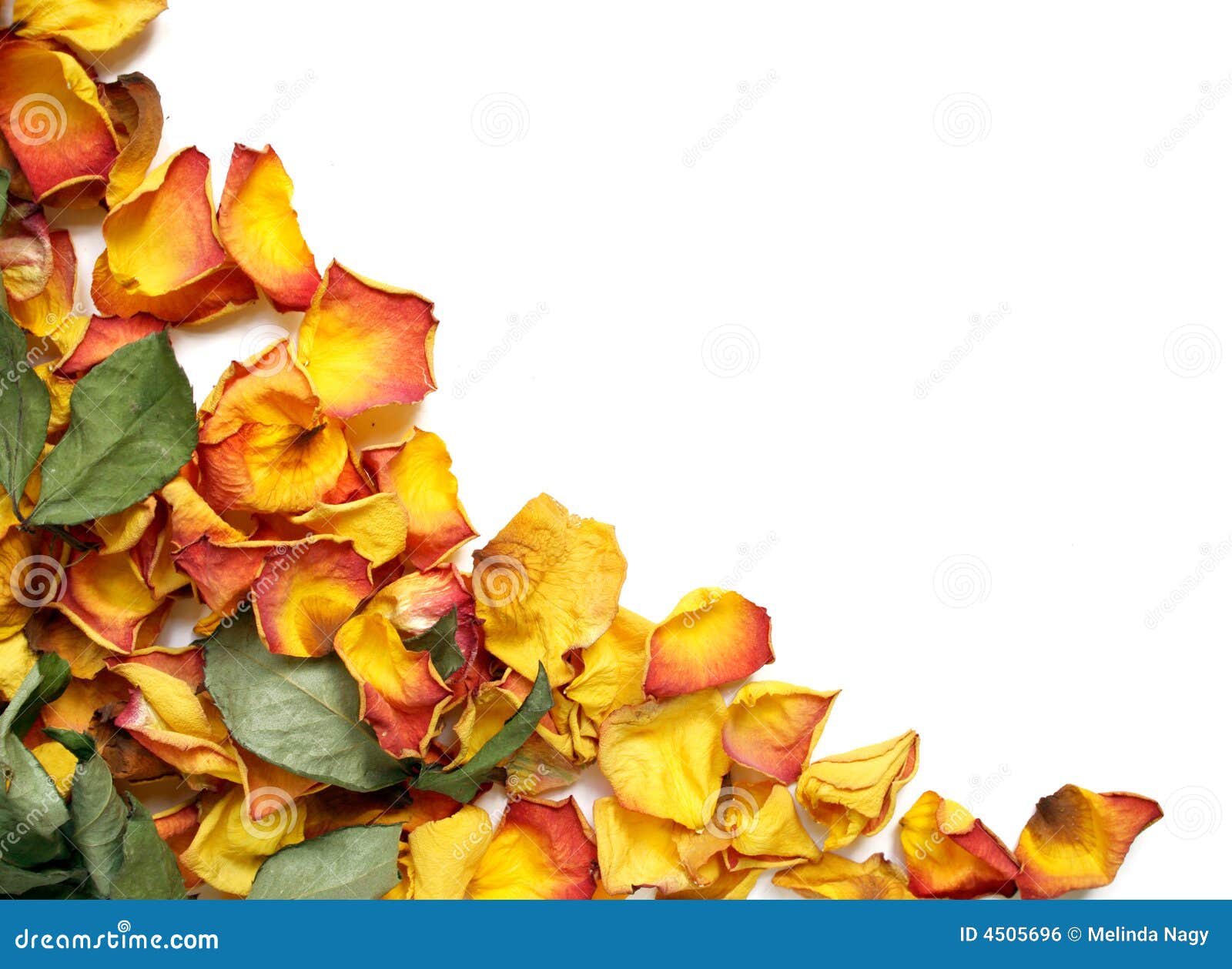 Withered rose petals stock photo. Image of romantic, beautiful - 4505696