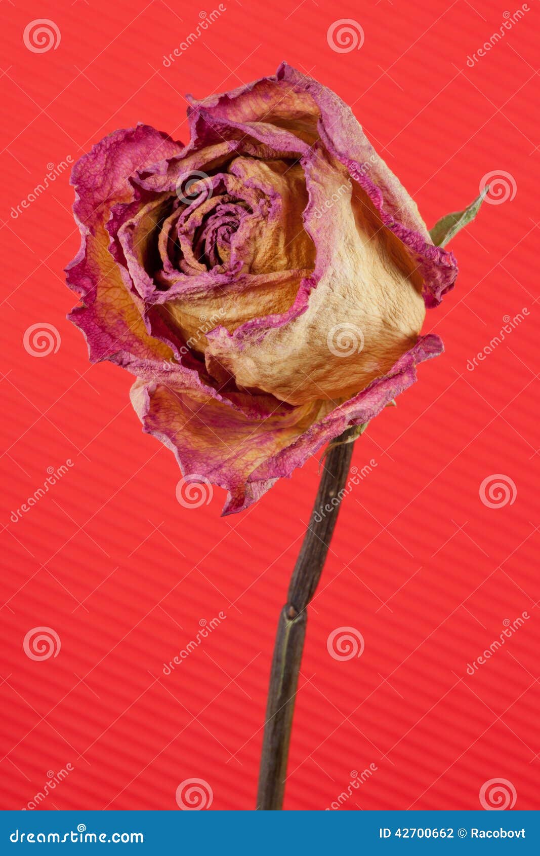 Withered rose on red stock photo. Image of rose, love - 42700662