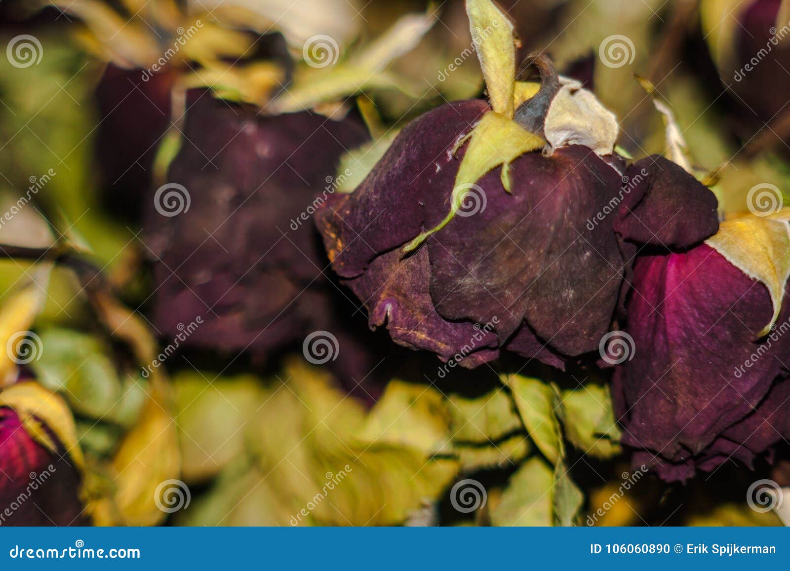 The Withered Rose stock photo. Image of love, withered - 106060890