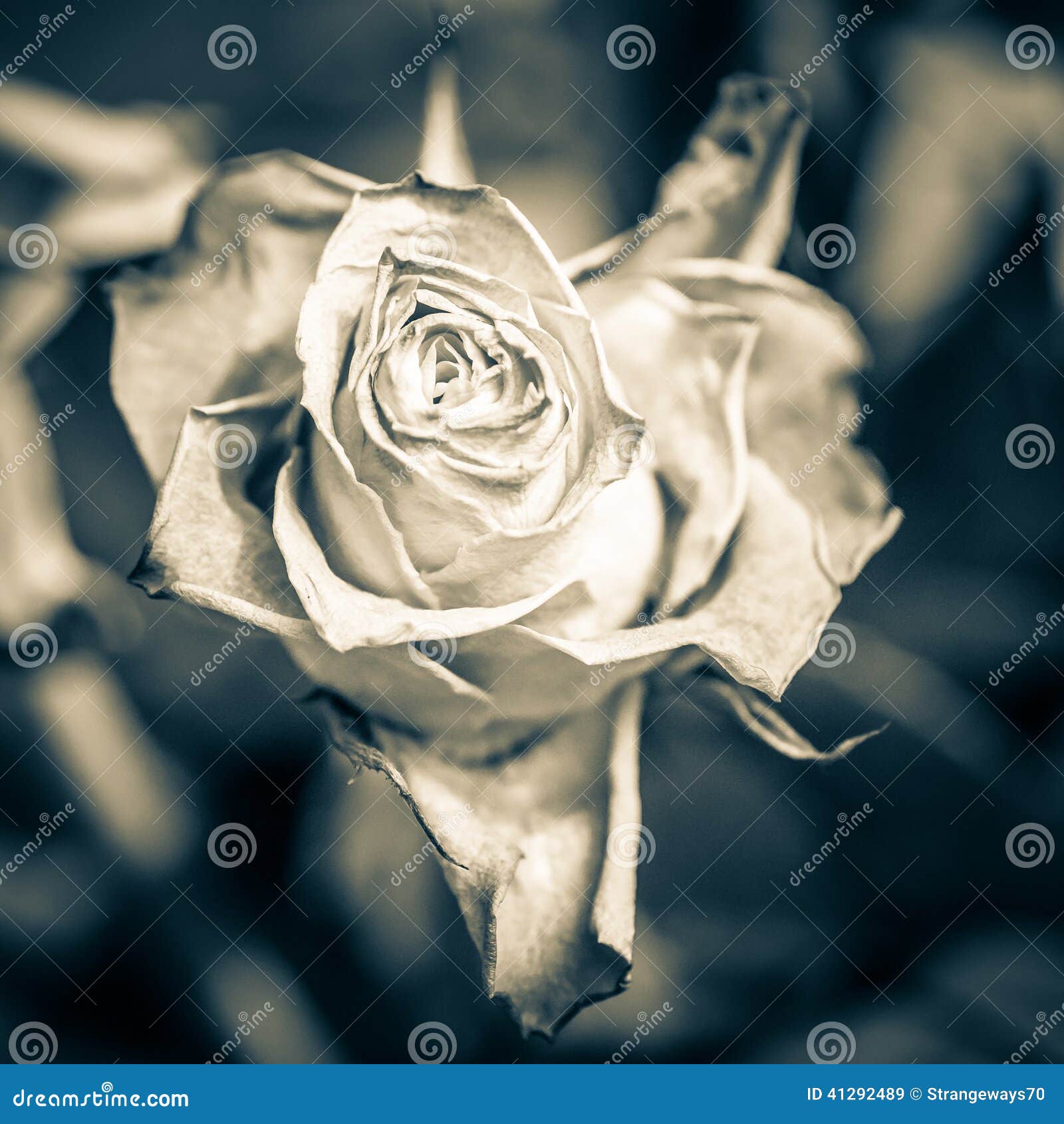 Withered rose stock image. Image of concept, sorrow, rose - 41292489