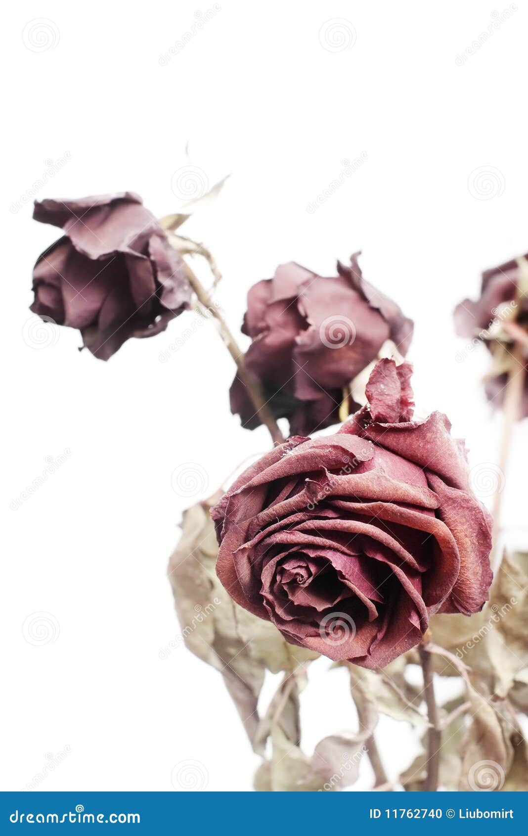 Withered roses stock photo. Image of beauty, decoration - 11762740