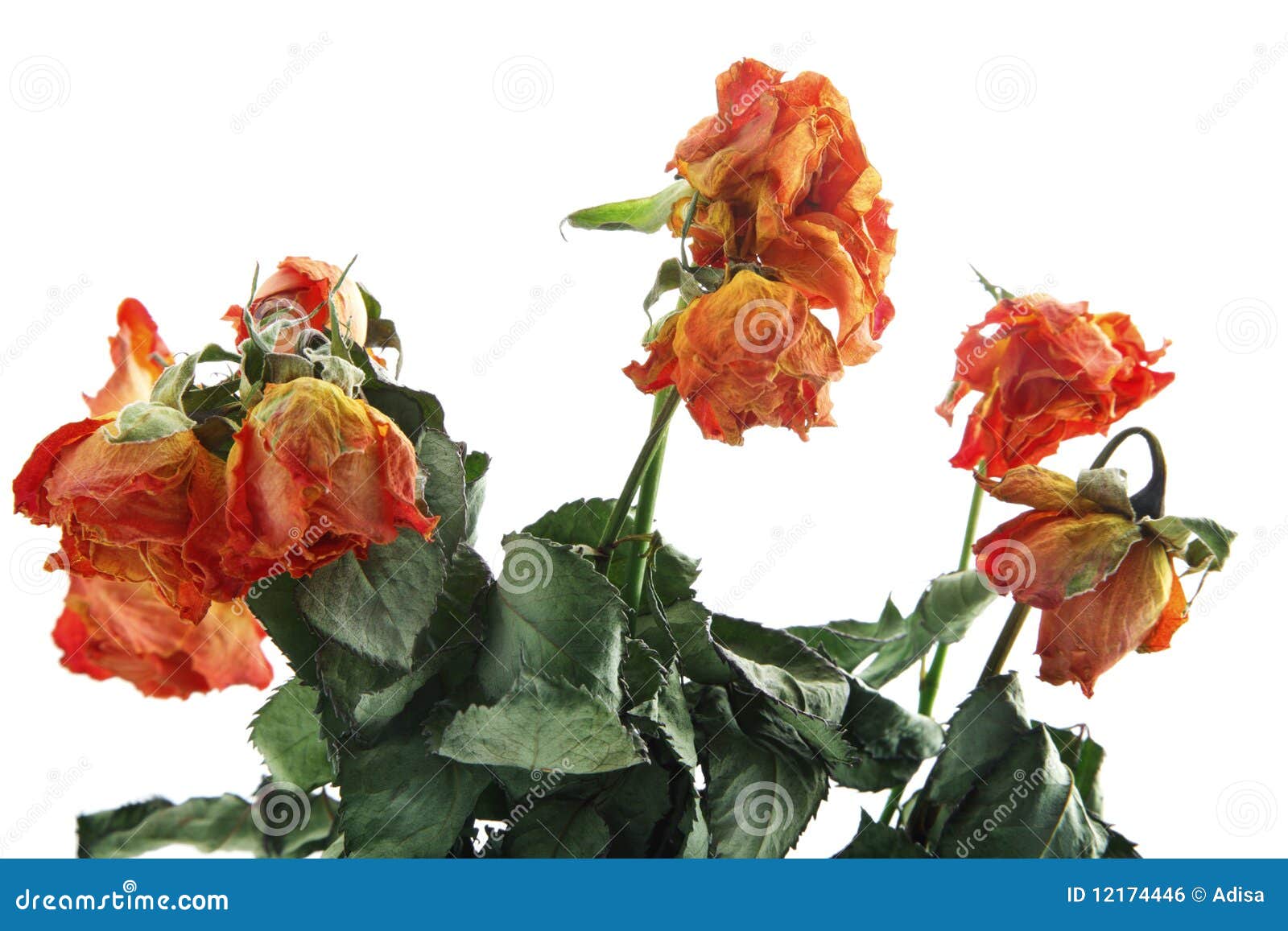 Withered roses stock photo. Image of colorful, orange - 12174446