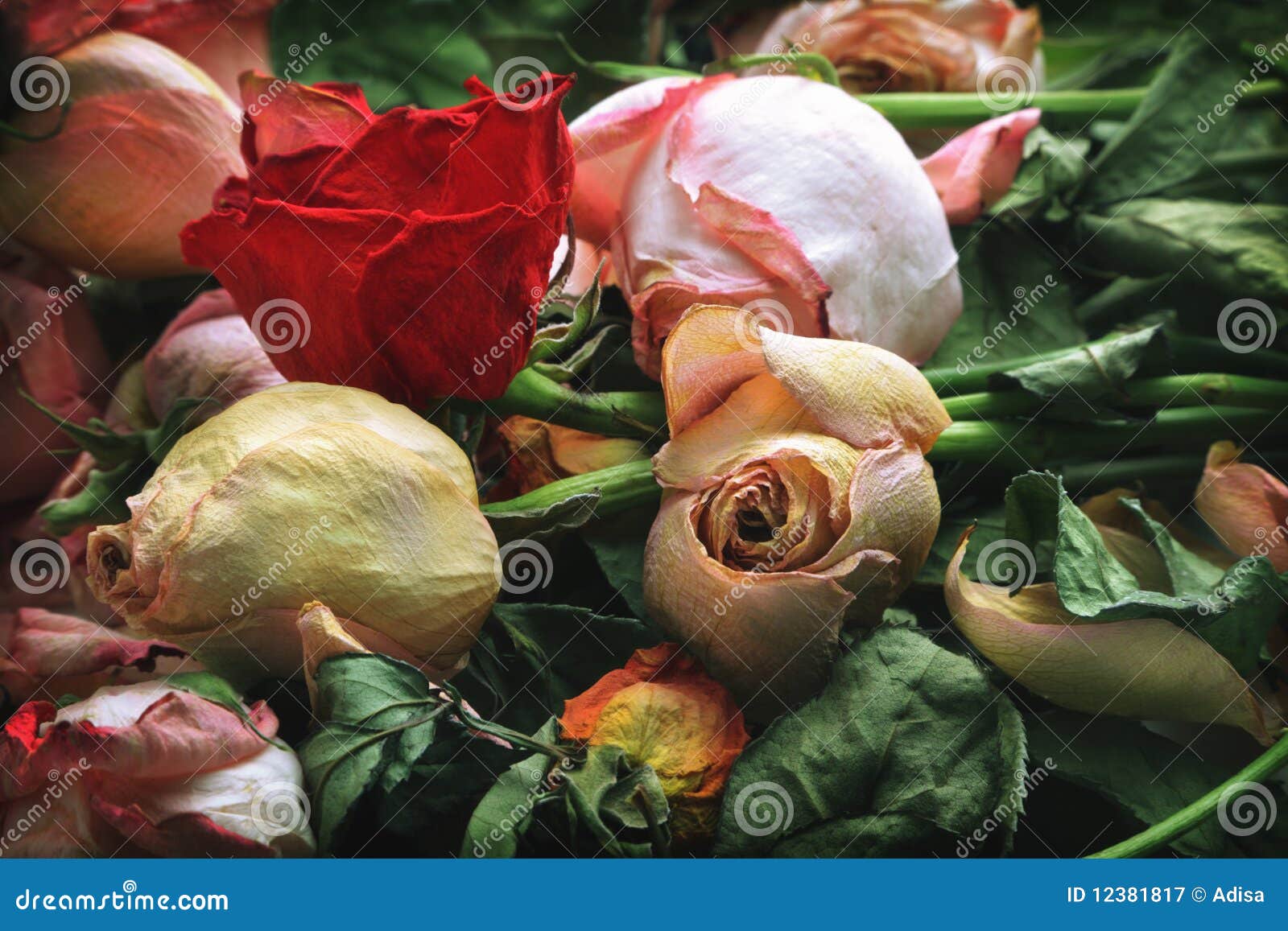 Withered roses stock image. Image of death, color, leaf - 12381817