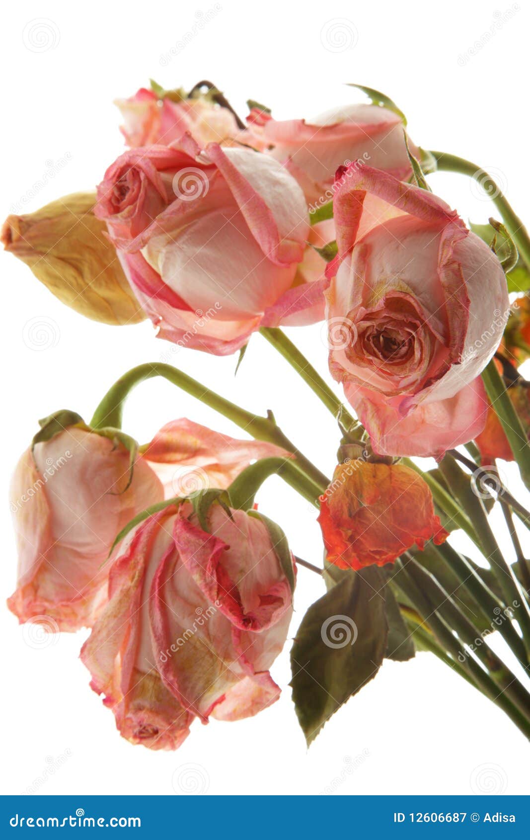 Withered roses stock image. Image of droop, delicate - 12606687