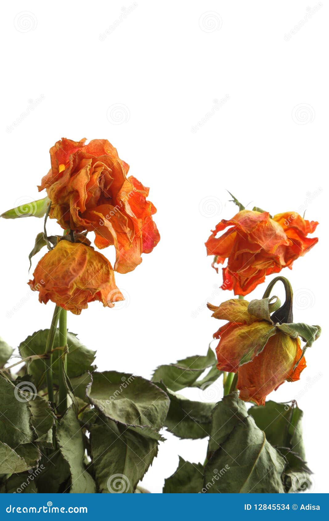 Withered roses stock photo. Image of orange, leaf, close - 12845534
