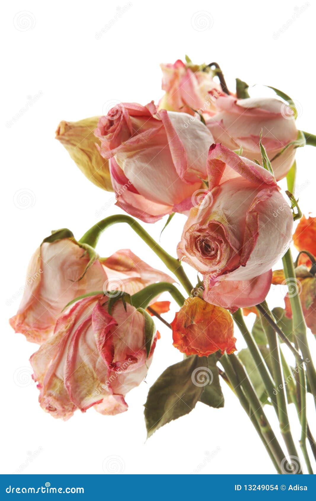 Withered roses stock photo. Image of droop, nature, decay - 13249054