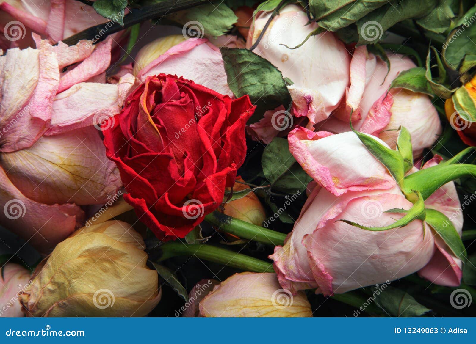 Withered roses stock image. Image of petals, droop, stalk - 13249063