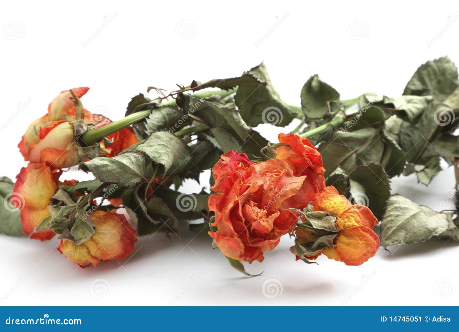 Withered roses stock image. Image of dead, fall, decay - 14745051