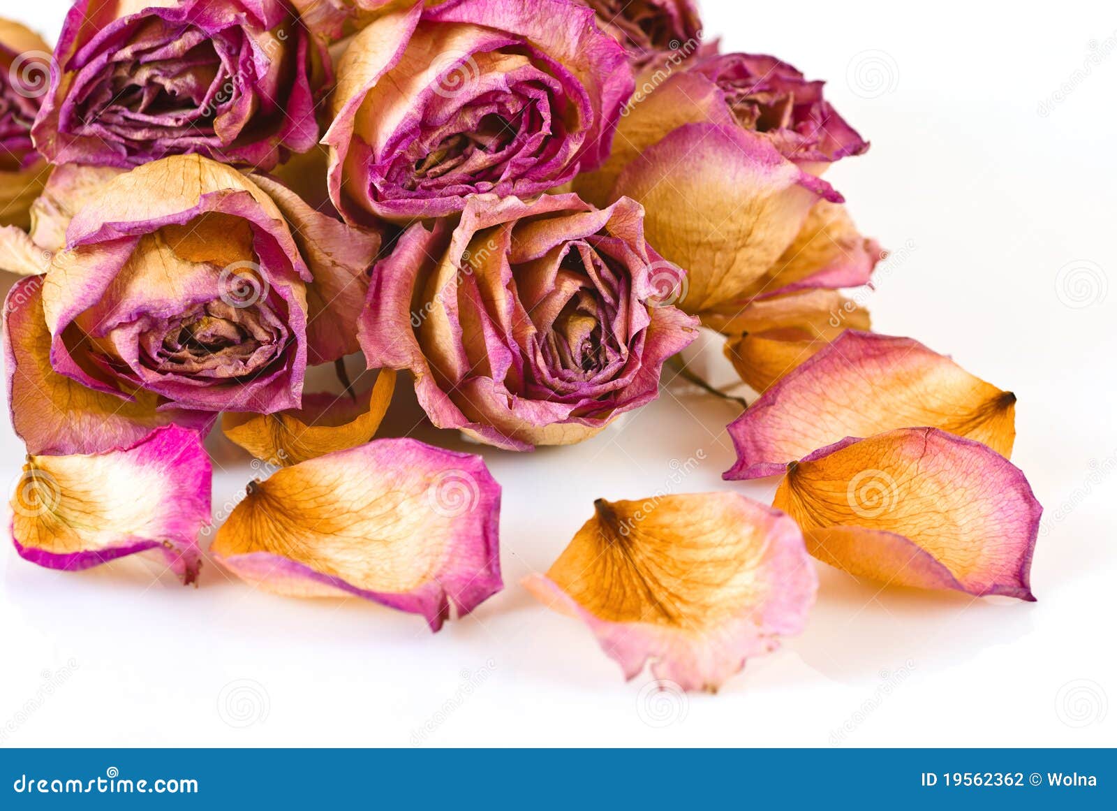 Withered Roses stock photo. Image of grieve, unrequited - 19562362
