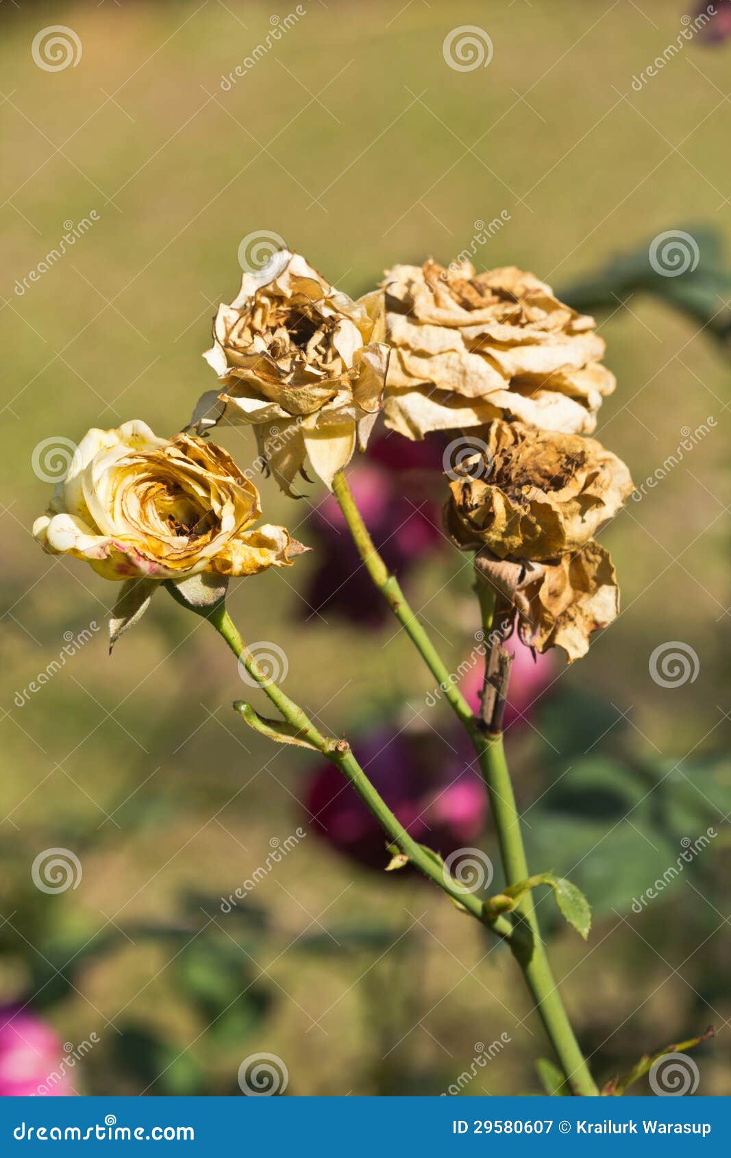 Withered Roses Stock Image | CartoonDealer.com #29580607