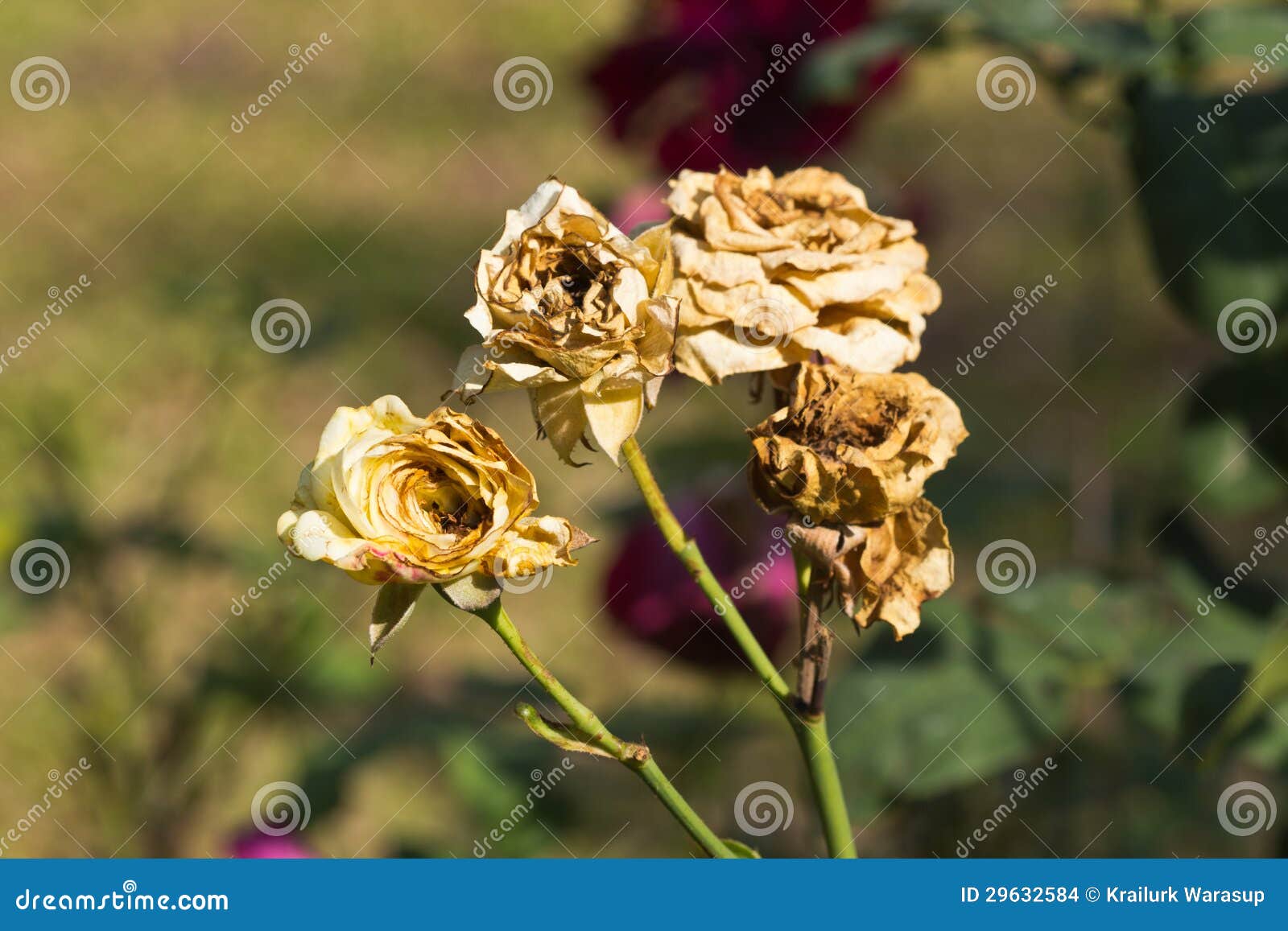 Withered Roses stock photo. Image of arid, drought, wilt - 29632584