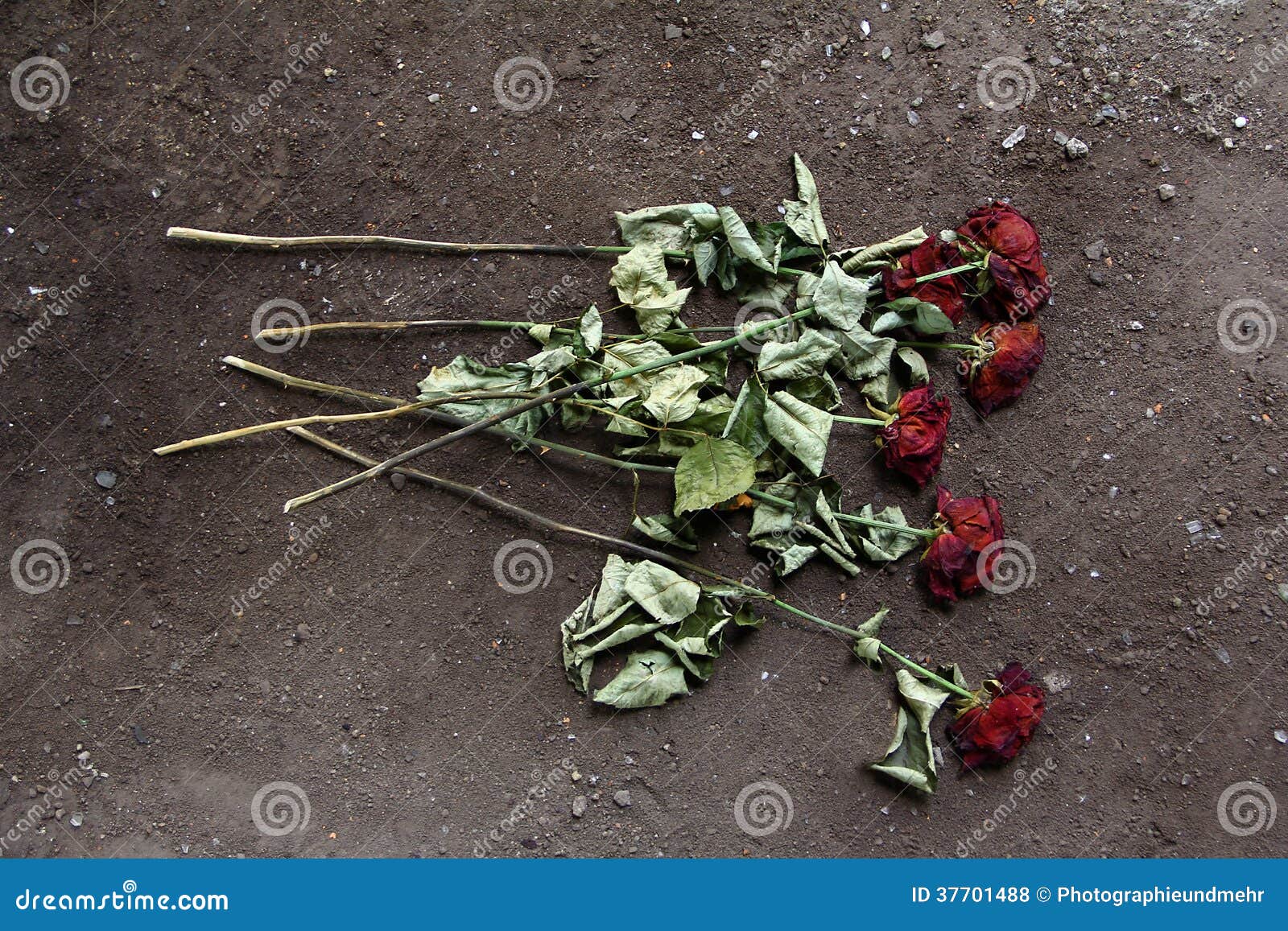 Withered roses stock photo. Image of dirty, black, perishability - 37701488