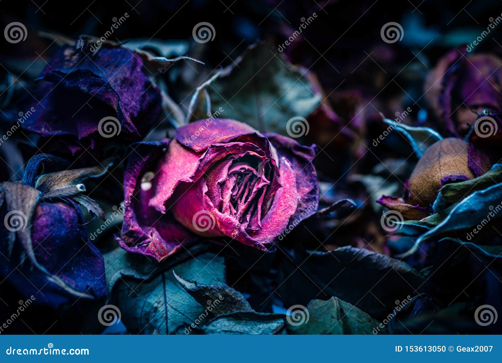 Withered Roses, Abstract Background Stock Photo - Image of aroma, leaf ...