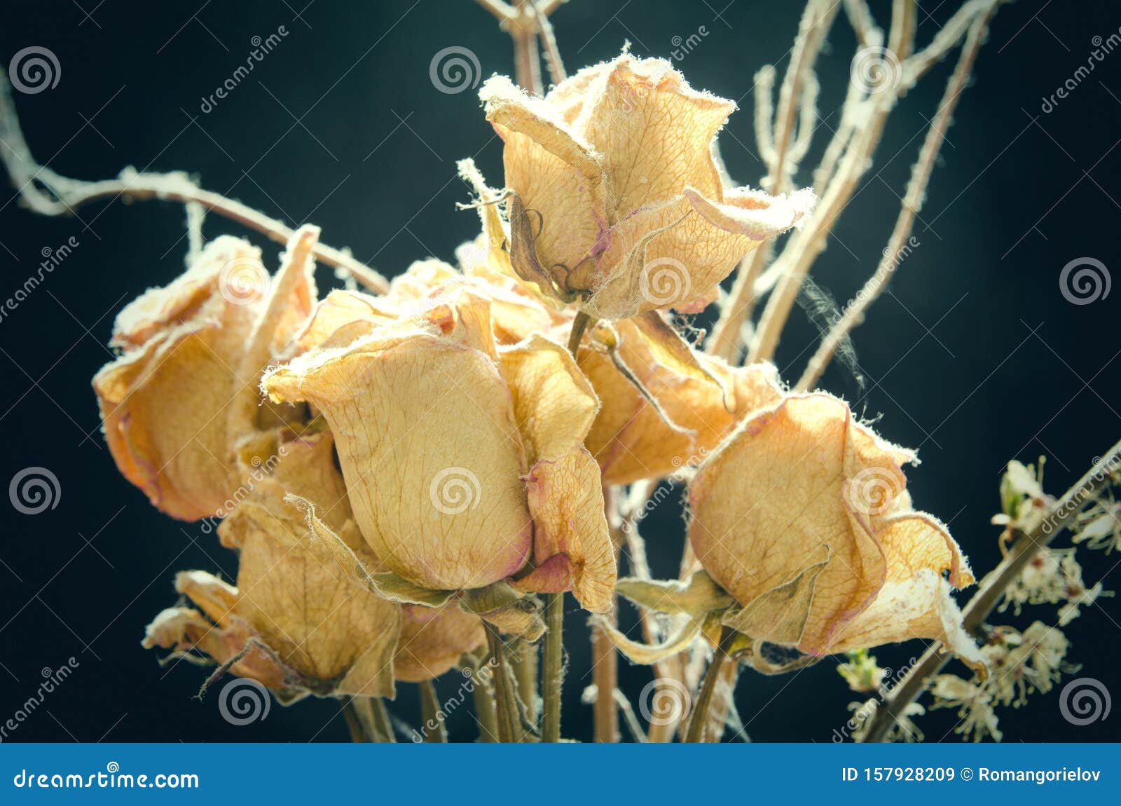 Withered roses stock image. Image of roses, dried, wallpaper - 157928209