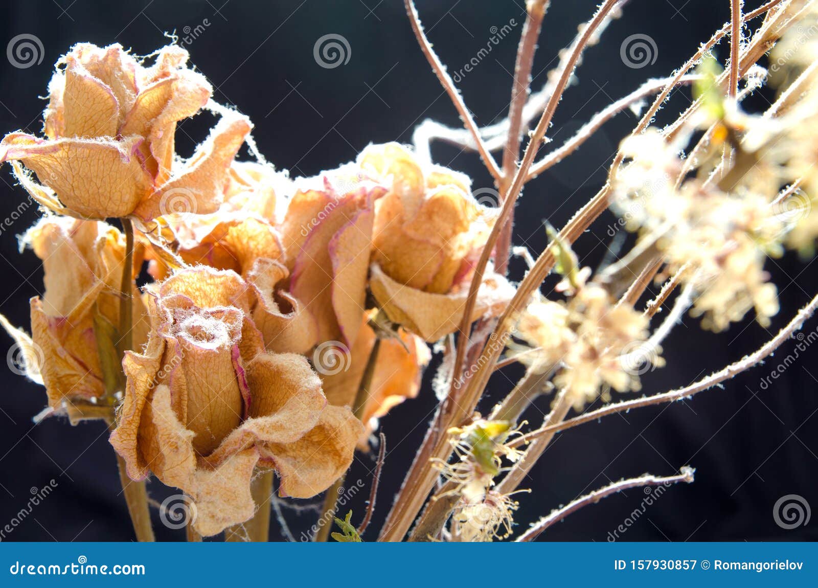 Withered roses stock image. Image of dust, roses, plant - 157930857