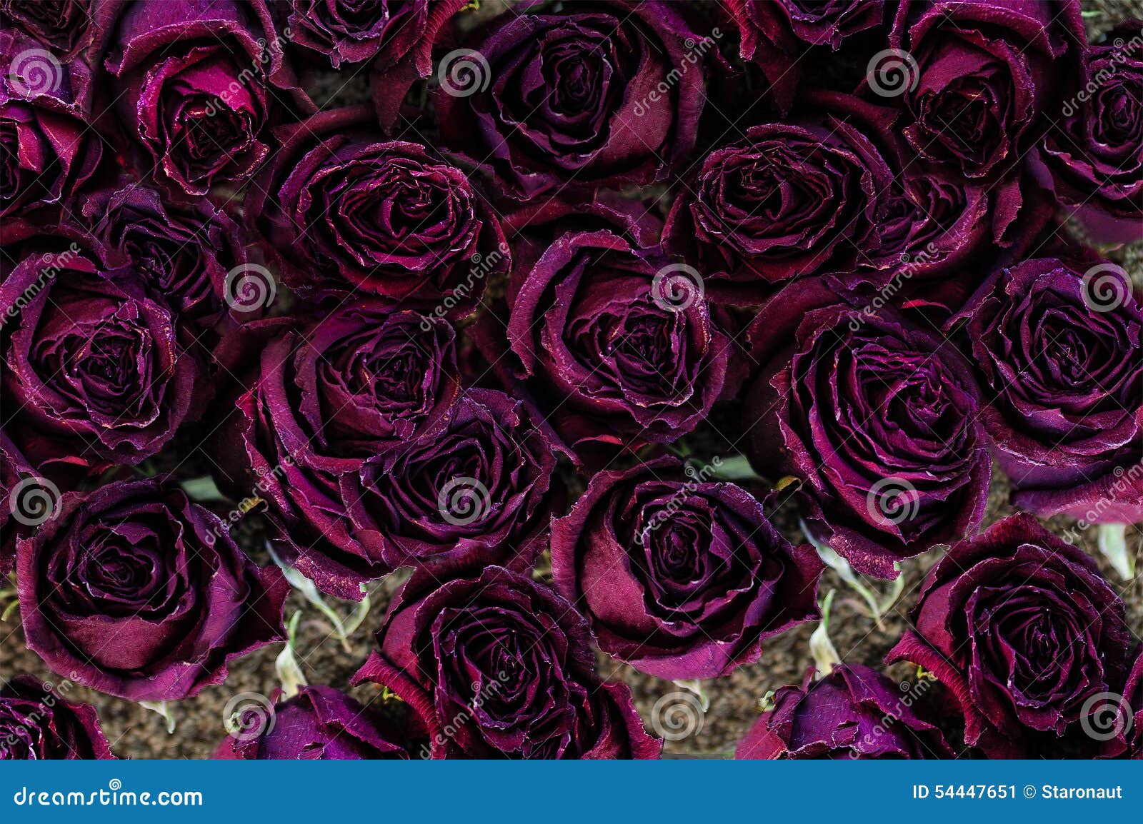 Withered Roses stock image. Image of flowers, gothic - 54447651