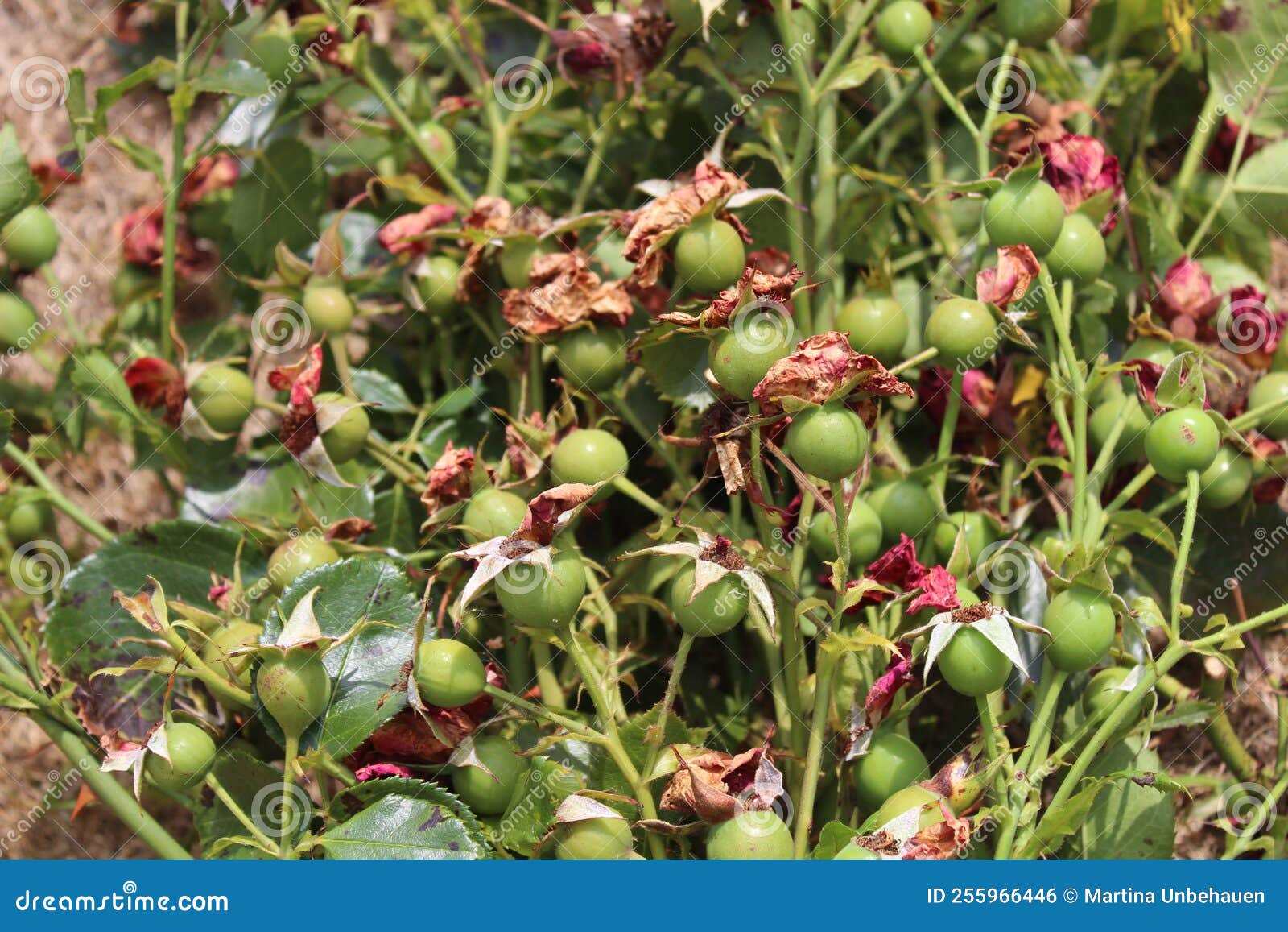 Withered roses stock photo. Image of nature, flora, witheredroses ...