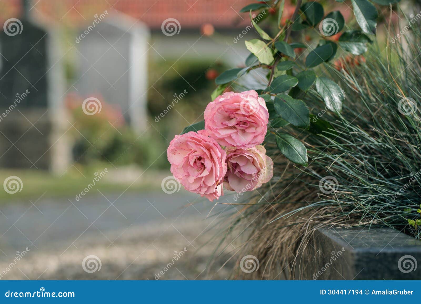 Withered Roses on a Graveyard in Late Fall. Stock Photo - Image of fall ...