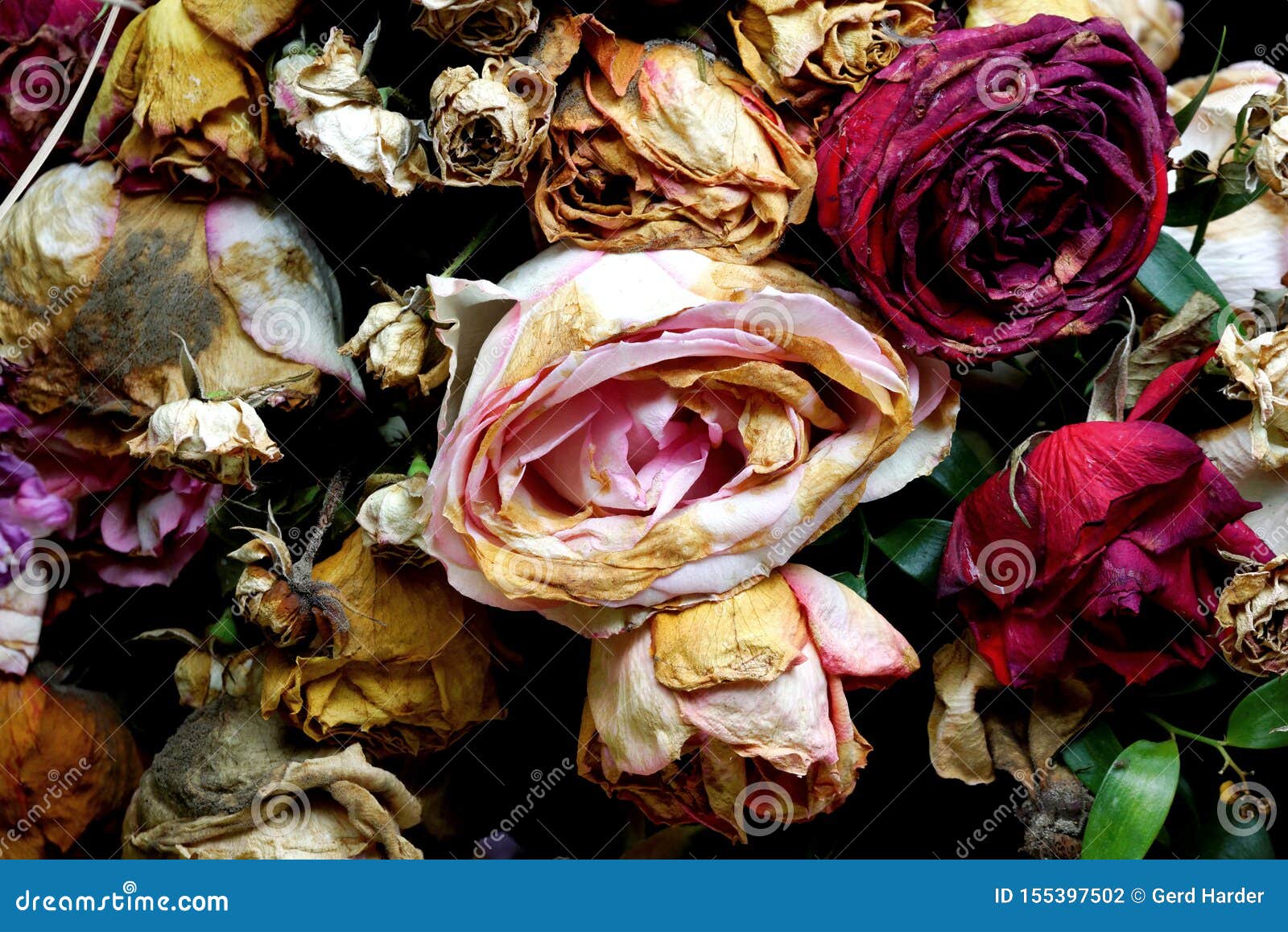 Withered roses stock photo. Image of graveyard, dead - 155397502