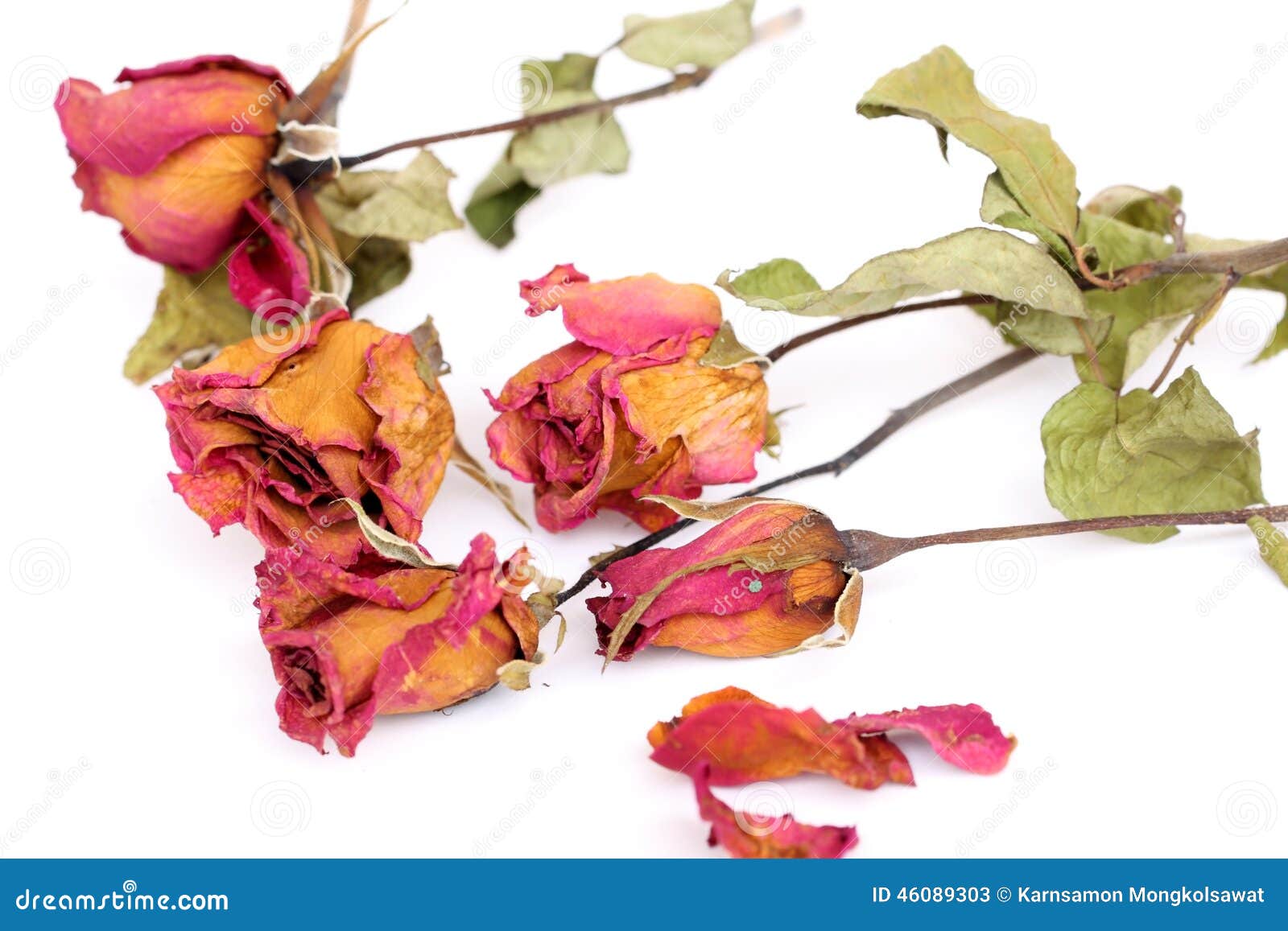 Withered Roses Multiplied On Pastel Pink Trendy Background Royalty-Free ...