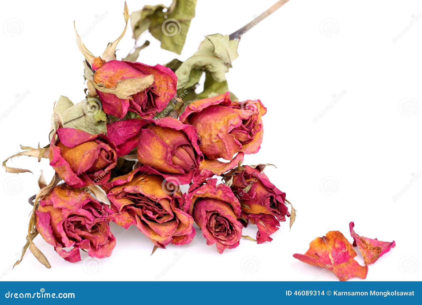 Withered Roses Stock Image | CartoonDealer.com #29580607