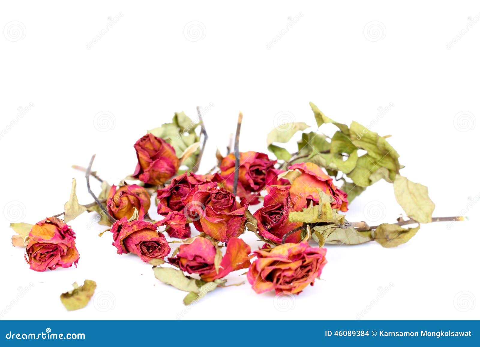 Withered Roses Royalty-Free Stock Photo | CartoonDealer.com #54447651