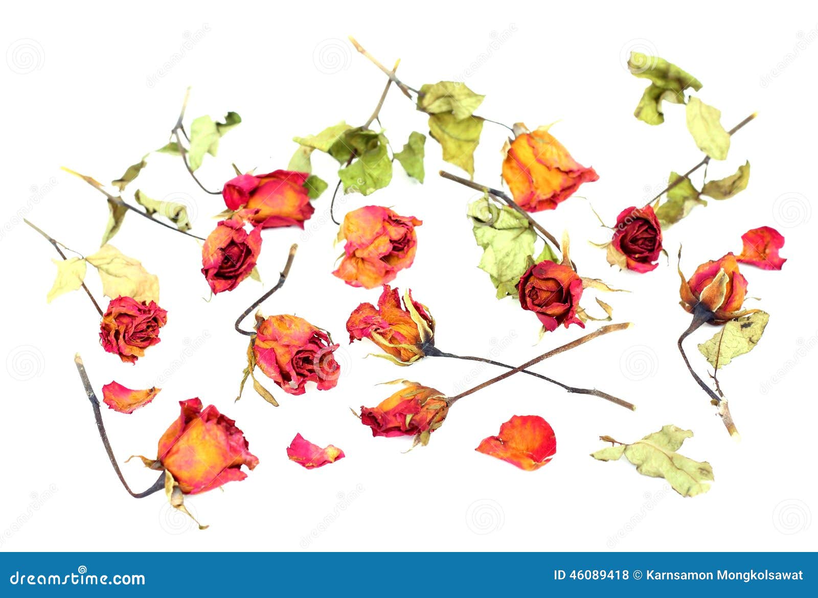 Withered Roses Stock Photo | CartoonDealer.com #29632584
